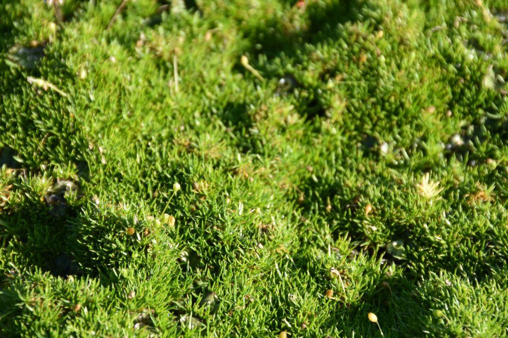 Sternmoos Emil - Blütenstauden | STARKL - Der starke Gärtner | STARKL ESHOP