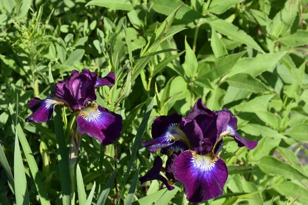 Sibirische Iris Wine Wings - XL Blütenstauden | STARKL - Der starke ...