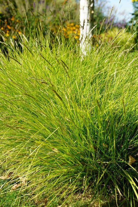 Adria-Blaugras - XL Gräser | STARKL - Der starke Gärtner | STARKL ESHOP