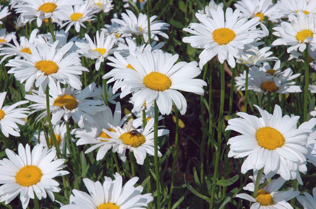 Sommer-Margerite Polaris - | STARKL - Der starke Gärtner | STARKL ESHOP