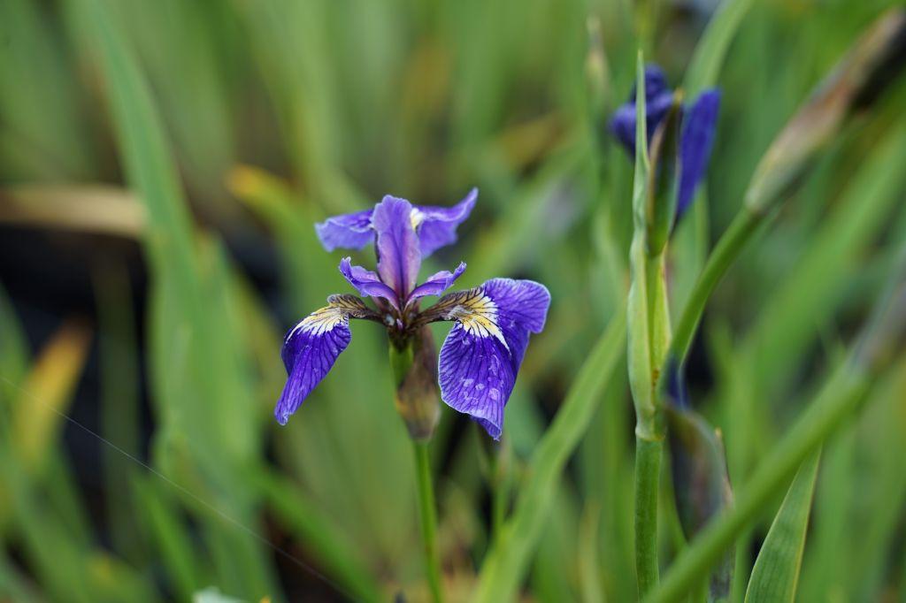 Sumpf-Iris - | STARKL - Der starke Gärtner | STARKL ESHOP