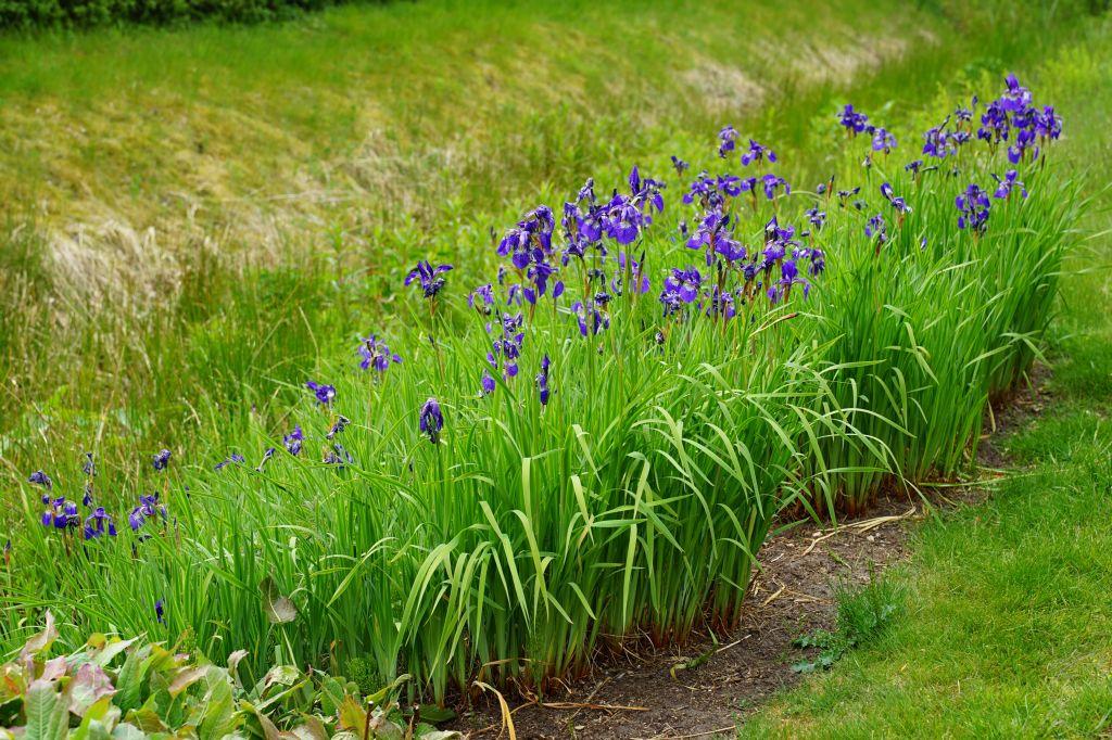 Sumpf-Iris - XL Wasser | STARKL - Der starke Gärtner | STARKL ESHOP