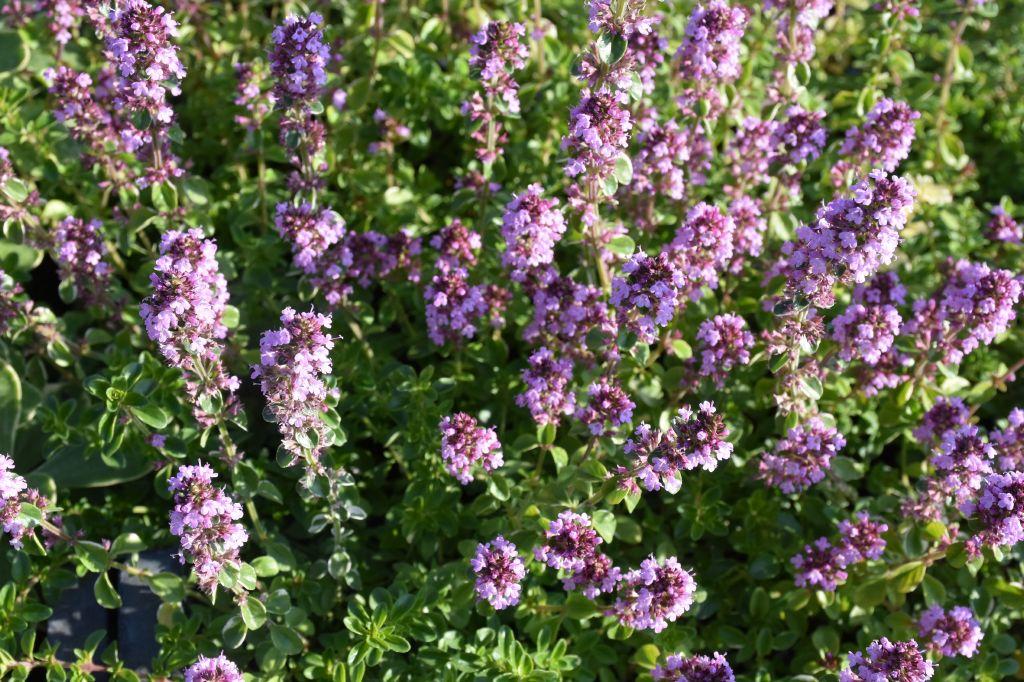 Feld-Thymian Foxley - Blütenstauden | STARKL - Der starke Gärtner ...