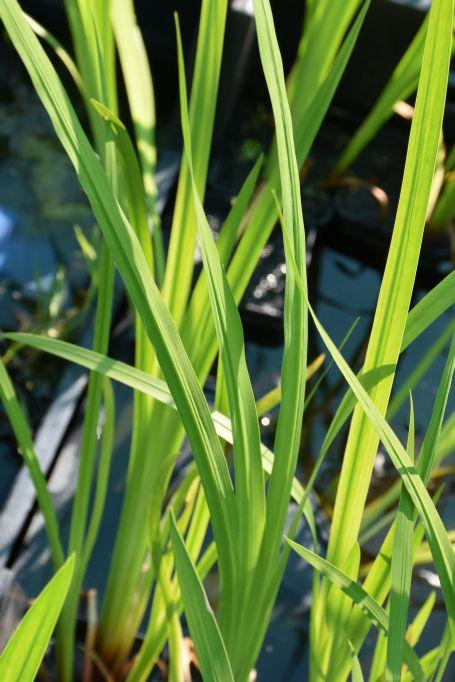 Kalmus - | STARKL - Der starke Gärtner | STARKL ESHOP