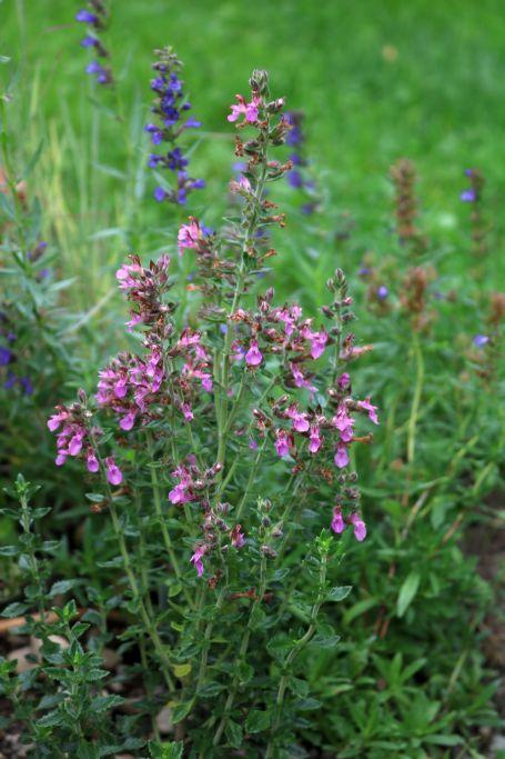 Gamander - XL Blütenstauden | STARKL - Der starke Gärtner | STARKL ESHOP