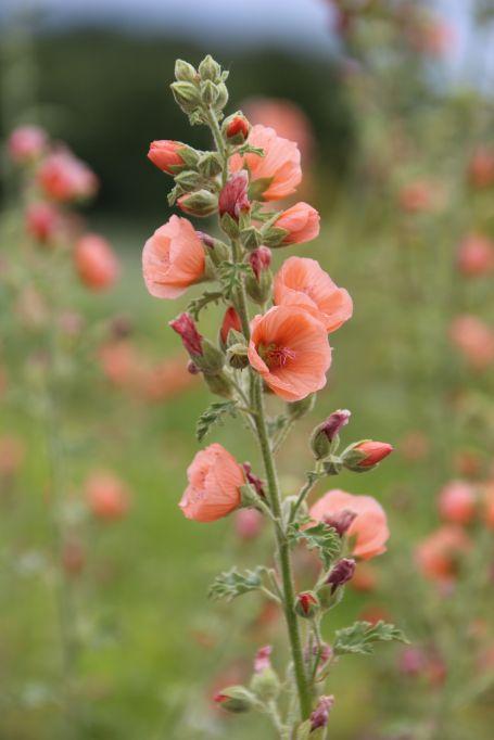 Wüstenmalve Childerley - XL Blütenstauden | STARKL - Der starke Gärtner ...
