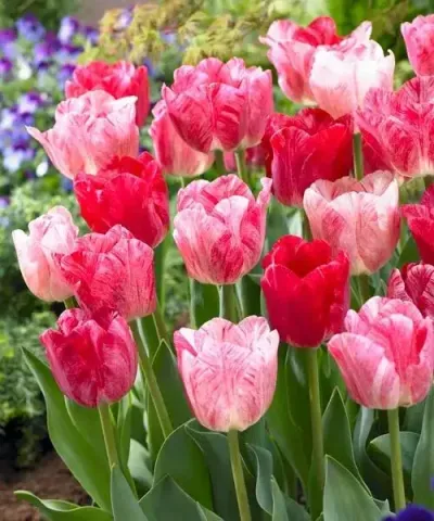 Tulipány Triumph ´Hemisphere´ - Tulipány | Váš zahradník | STARKL ESHOP