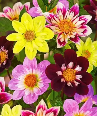 Dália 'Collarette Mix' - Dáliák | Az Ön kertésze | STARKL WEB SHOP