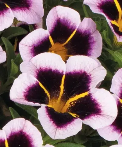 Minipetunie Multicolor 'Bordeaux Star' - | STARKL - Der starke Gärtner ...