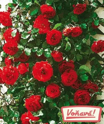 Futórózsa 'Messire Delbard®' - | Az Ön kertésze | STARKL WEB SHOP